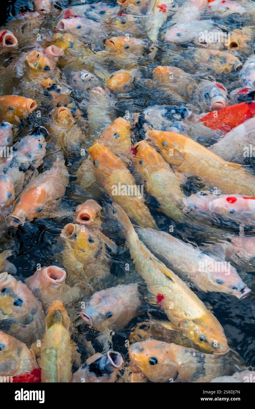 Wenwu Temple is a large, famous taoist temple on overlooking Sun Moon ...