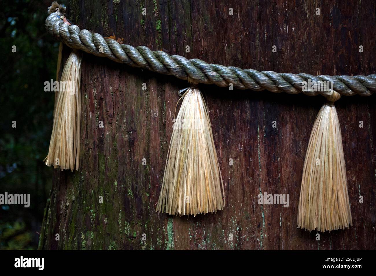Rope with tassels wrapped around a cedar tree is a "shimenawa" the ...