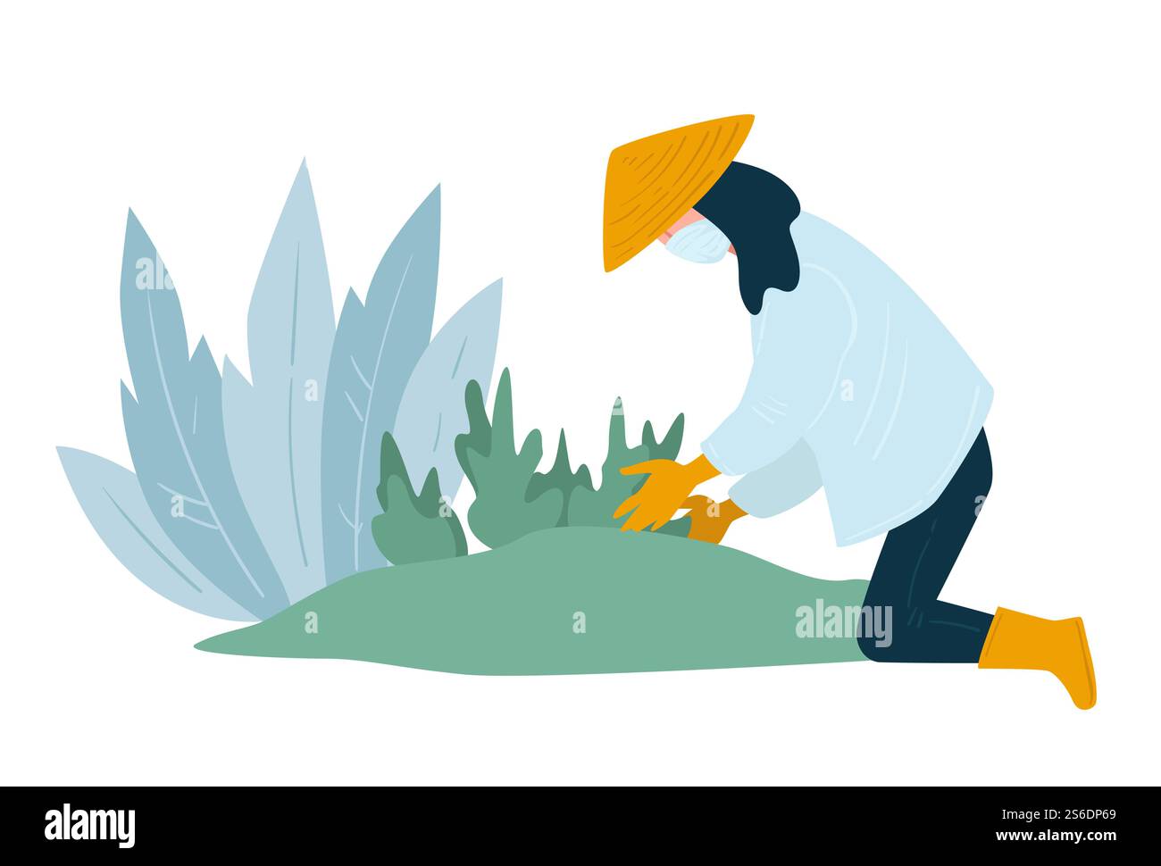 Agriculture taking care cabbage growing Cut Out Stock Images & Pictures ...