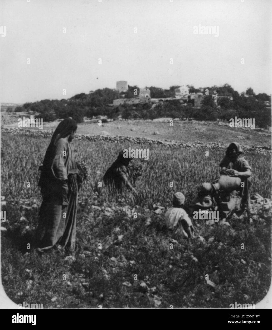 Gathering tares (lolium temulentum L Stock Photo - Alamy