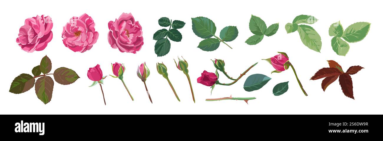 Flourishing flower elements and parts, isolated icons of buds, rose ...