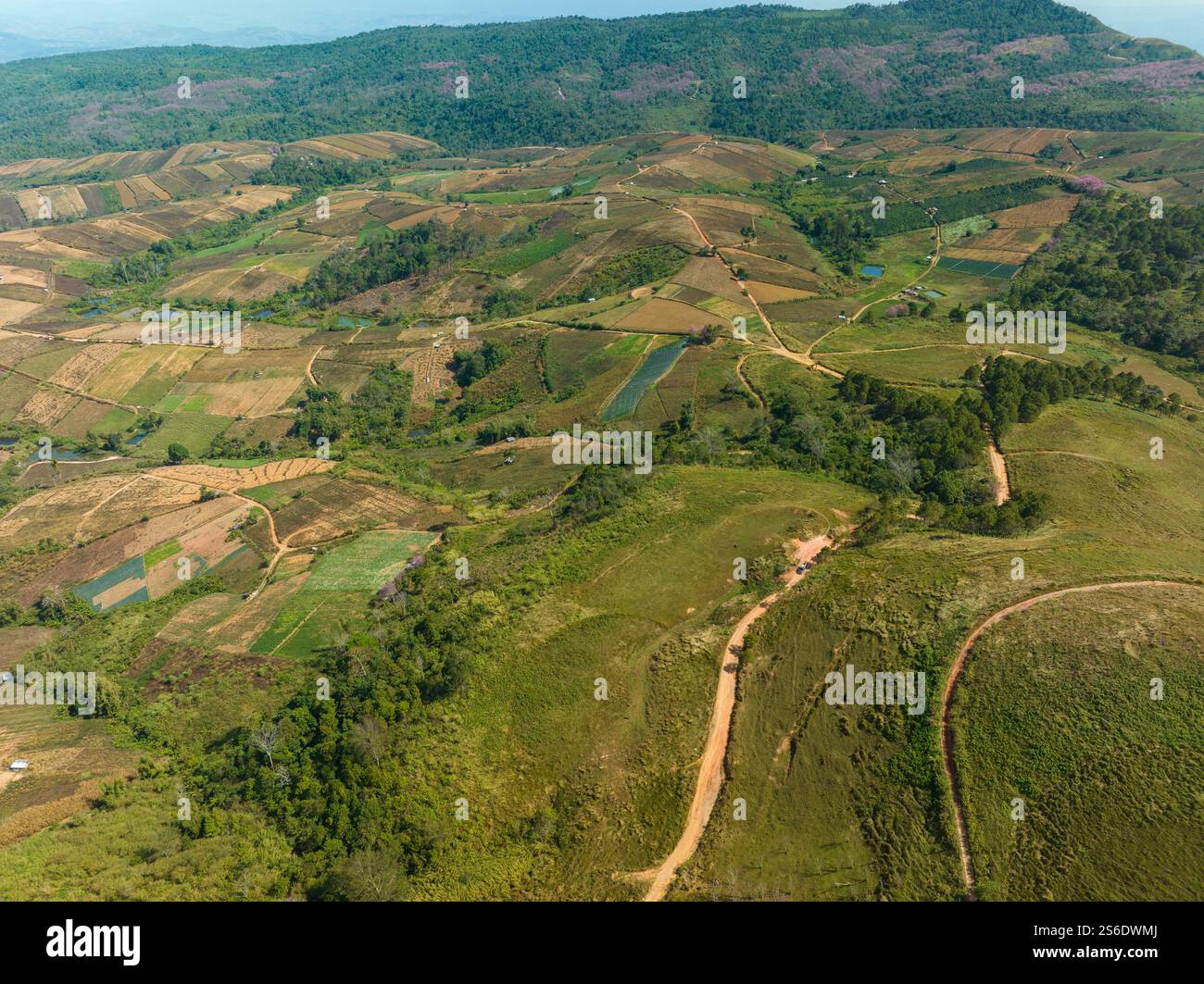 Aerial view of a lush forest with vibrant pink blossoms under a bright ...