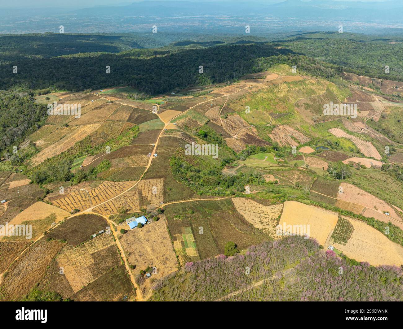 Aerial view of a lush forest with vibrant pink blossoms under a bright ...