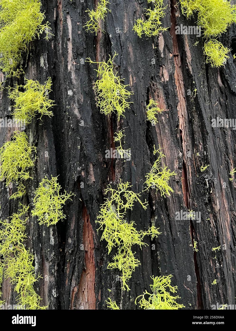 Bright green lichen growing on bark Stock Photo - Alamy