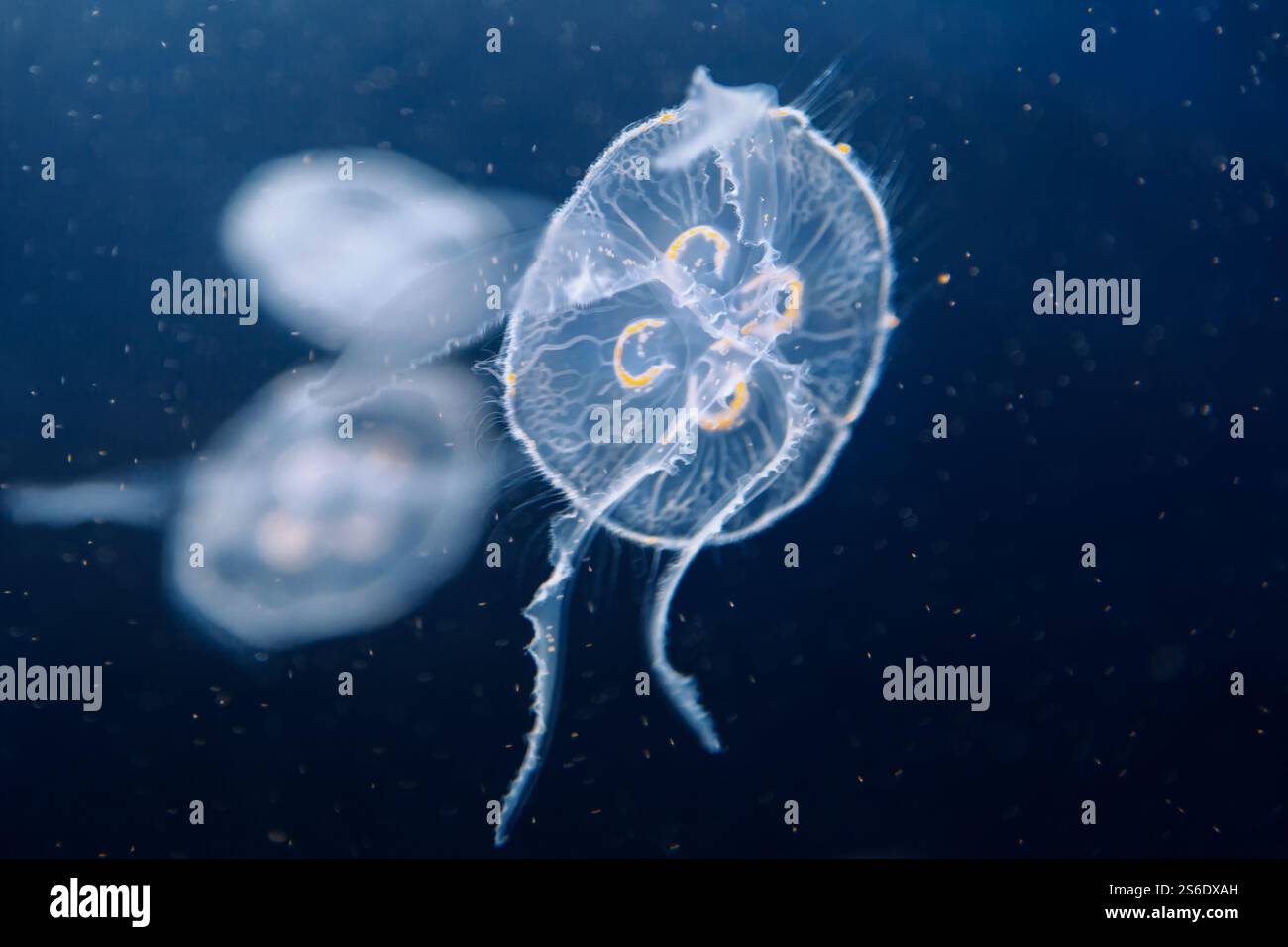 Translucent jellyfish floating gracefully in dark water, illuminated to ...