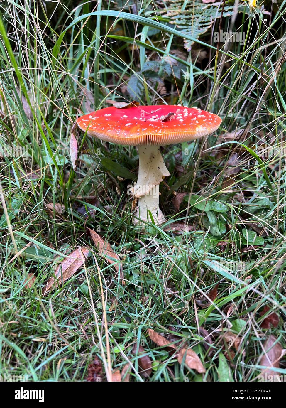 Vivid Red Mushroom Stock Photo - Alamy