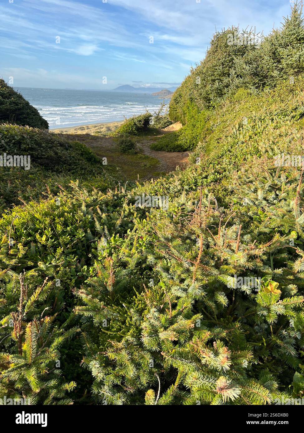 Pathway through coastal vegetation leading to the ocean Stock Photo - Alamy