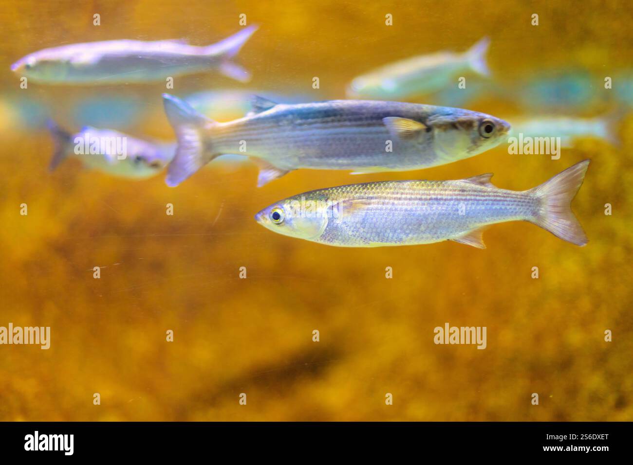 School of small fish swimming in clear water, with silver scales ...