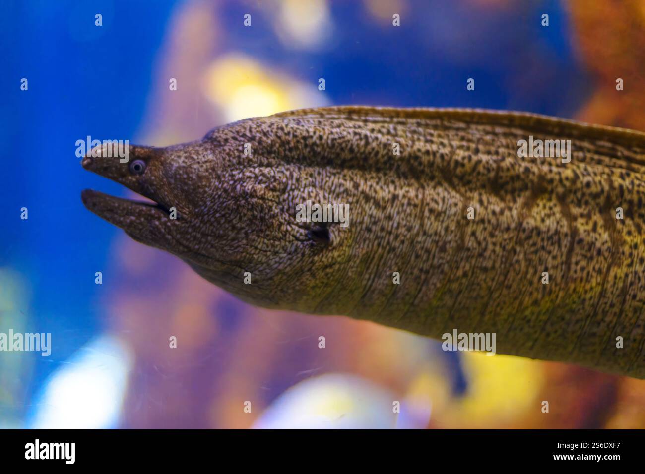 Close-up of a moray eel in an aquarium, showcasing its textured ...
