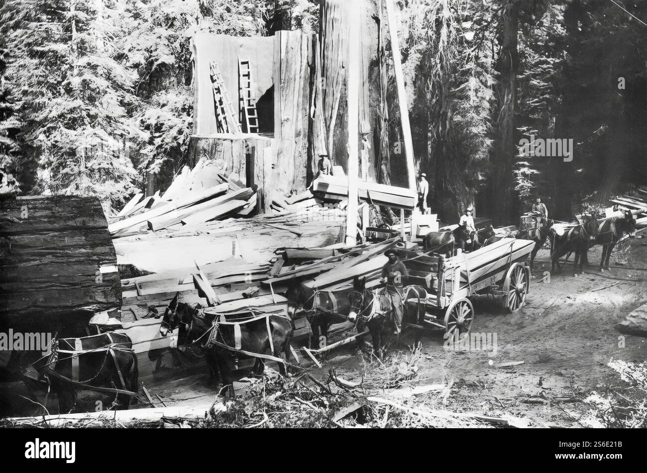 General Noble Tree Wagon Team Stock Photo - Alamy