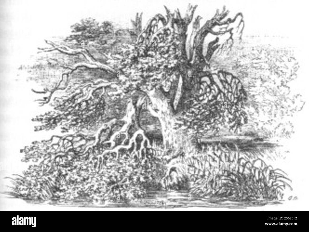 Libussa Black and White Stock Photos & Images - Alamy