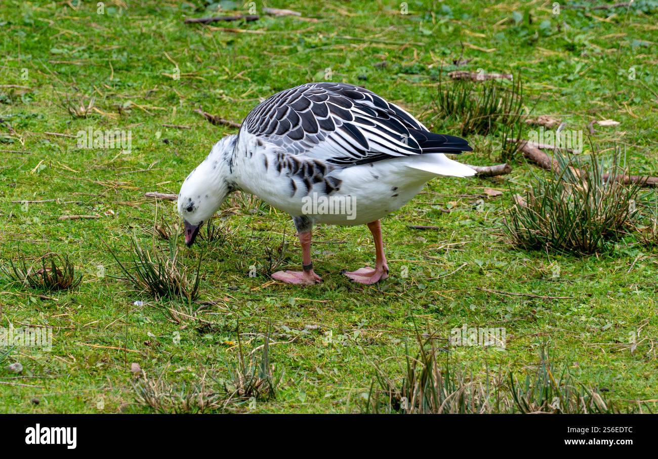 Snow goose x Emperor goose hybrid Stock Photo - Alamy