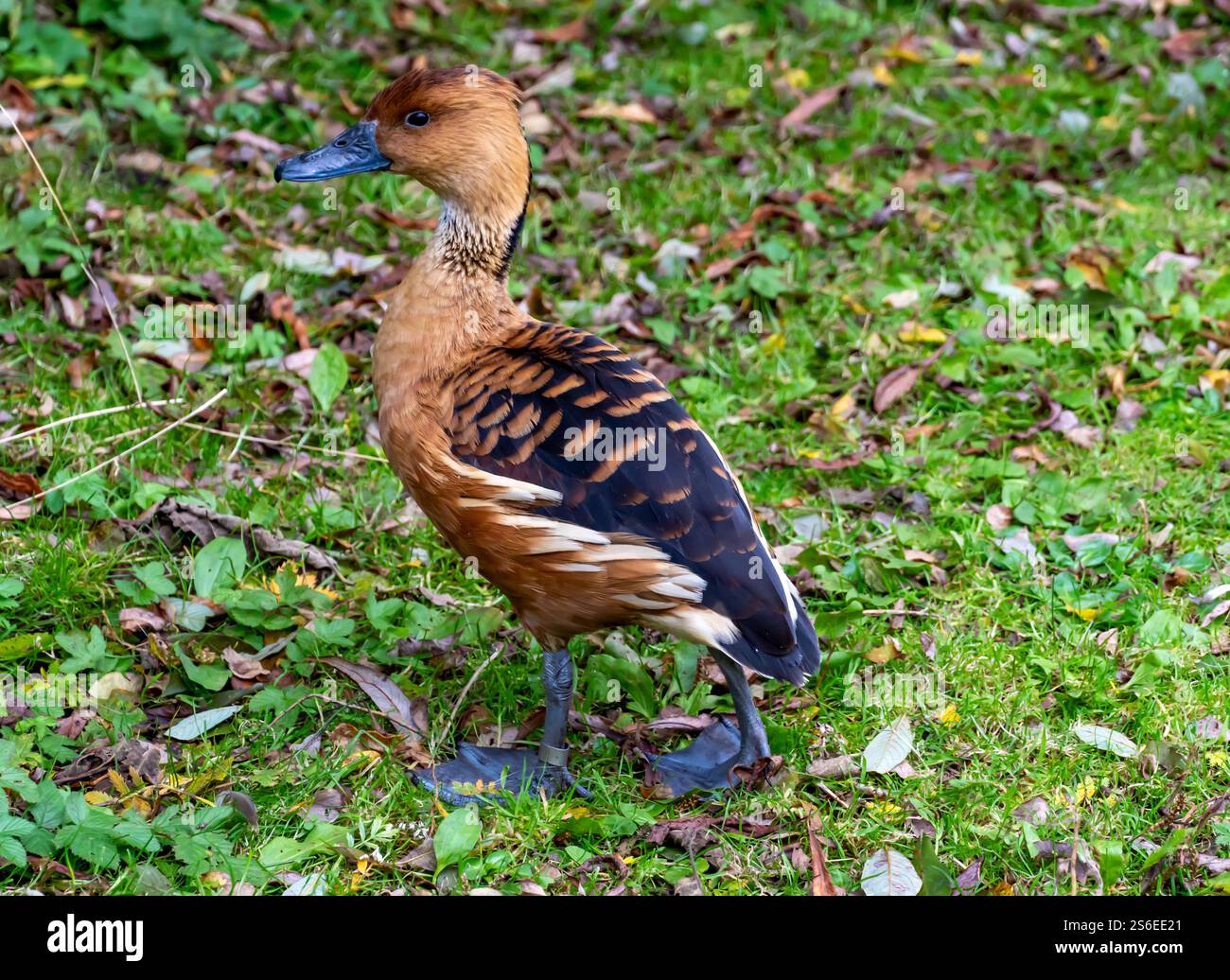 Fulvous whistling duck Stock Photo - Alamy