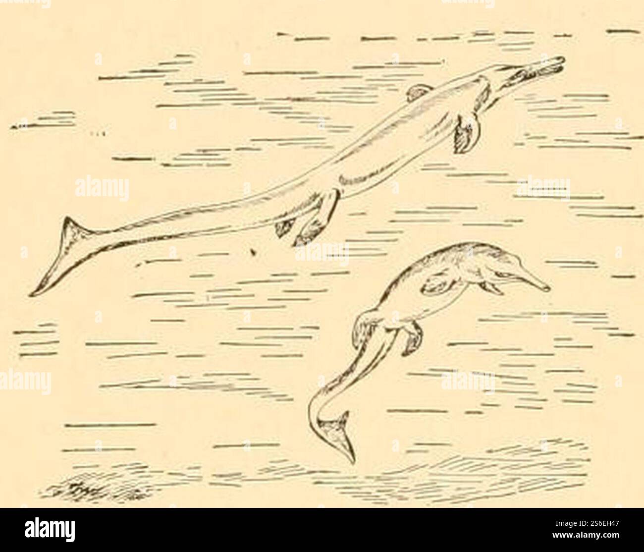 Geosaurus pair, from Osborn, H. F. (1917). The origin and evolution of ...
