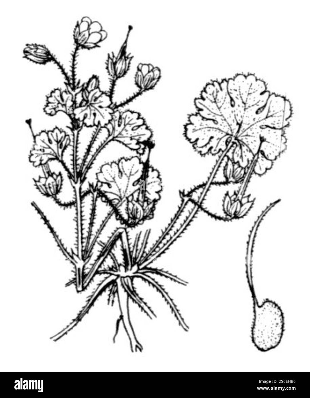 Geranium rotundifolium from H. Coste book Flore de la France 1937 Stock ...