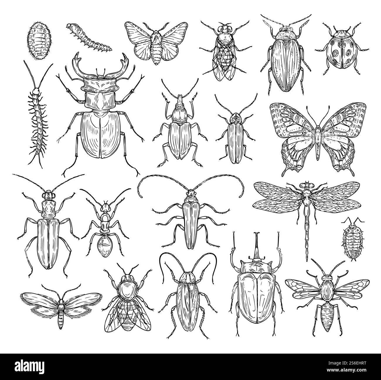 Insects sketch. Butterfly, beetle and fly, ant. Dragonfly, ladybug and ...