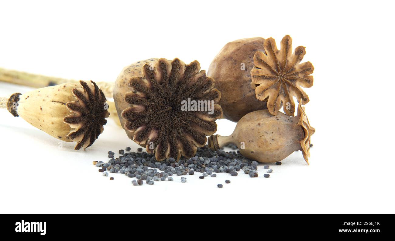 A detailed image showcasing dried poppy pods and scattered seeds ...