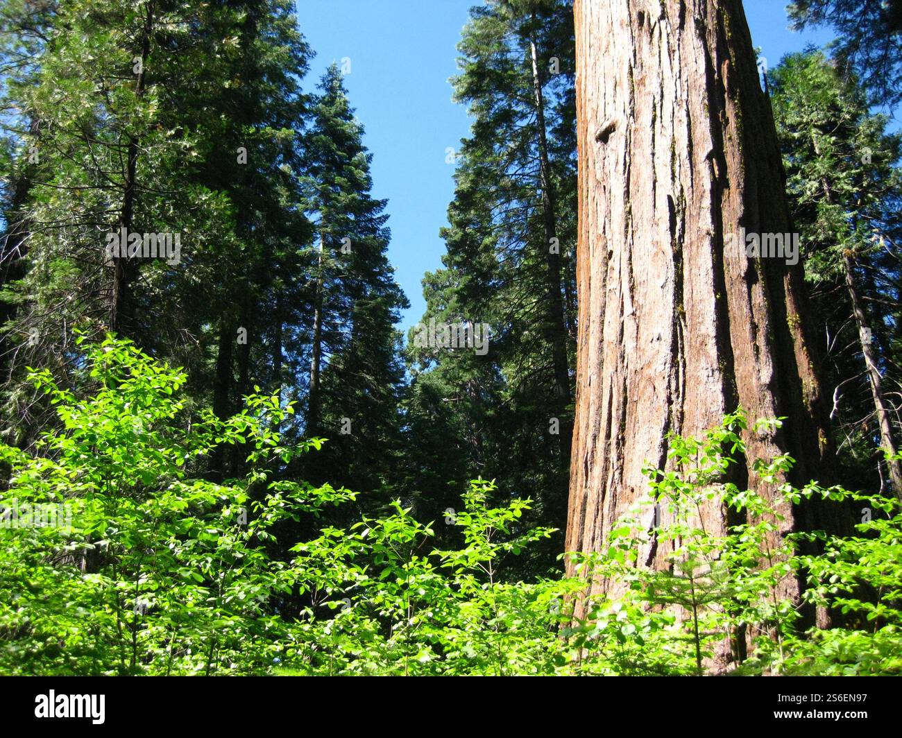 Giant Sequoia Tree in Grove at Calaveras Big Trees State Park Stock ...