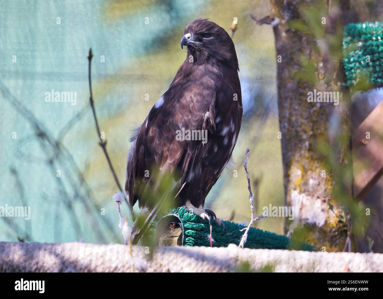 Brown hawk in a cage at the Anchorage zoo on a spring day Stock Photo ...