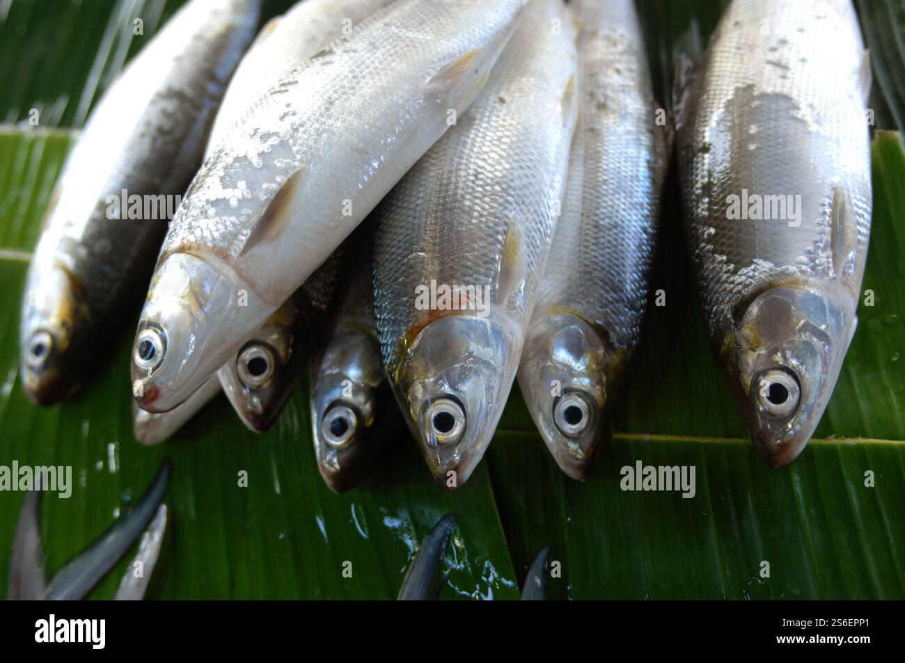 Fish on sale, Cadiz City, Negros Occidental, Philippines Stock Photo ...