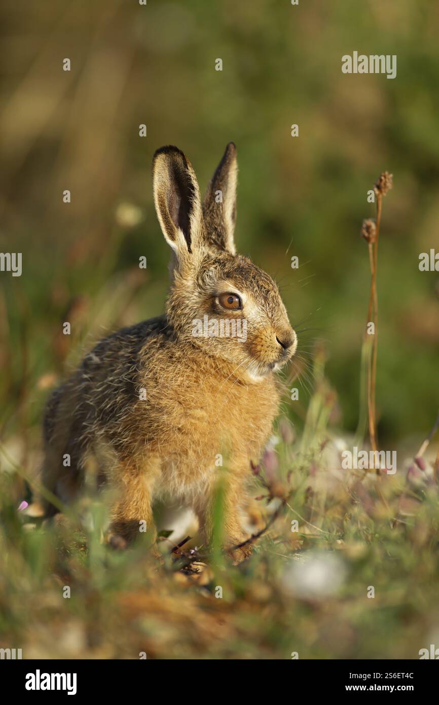 European brown hare (Lepus europaeus) juvenile baby leveret animal in ...