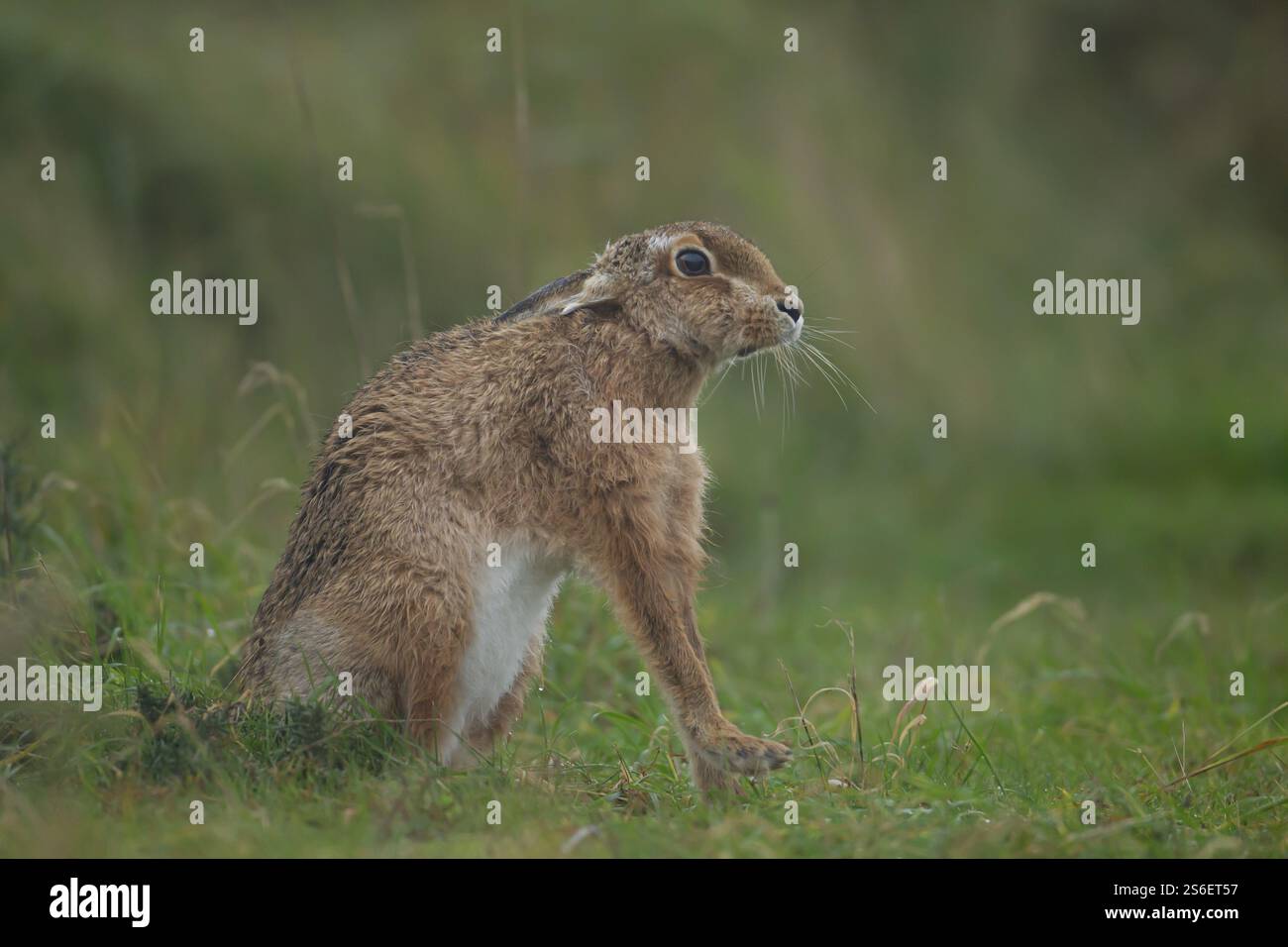 European brown hare (Lepus europaeus) adult animal stretching in ...