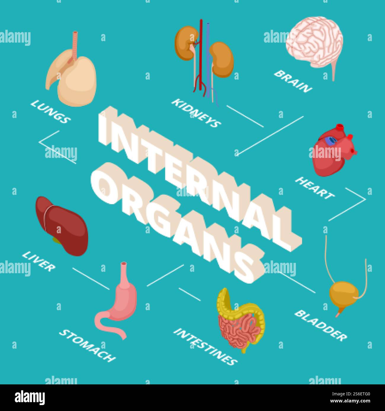 Isometric anatomy concept. Human internal organs vector illustration. 3d brain heart stomach ...