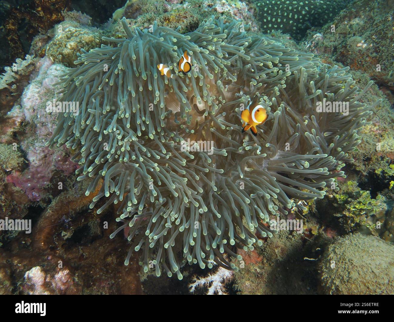 Ocellaris Clownfish (Amphiprion ocellaris), Nemo, cavorting between ...