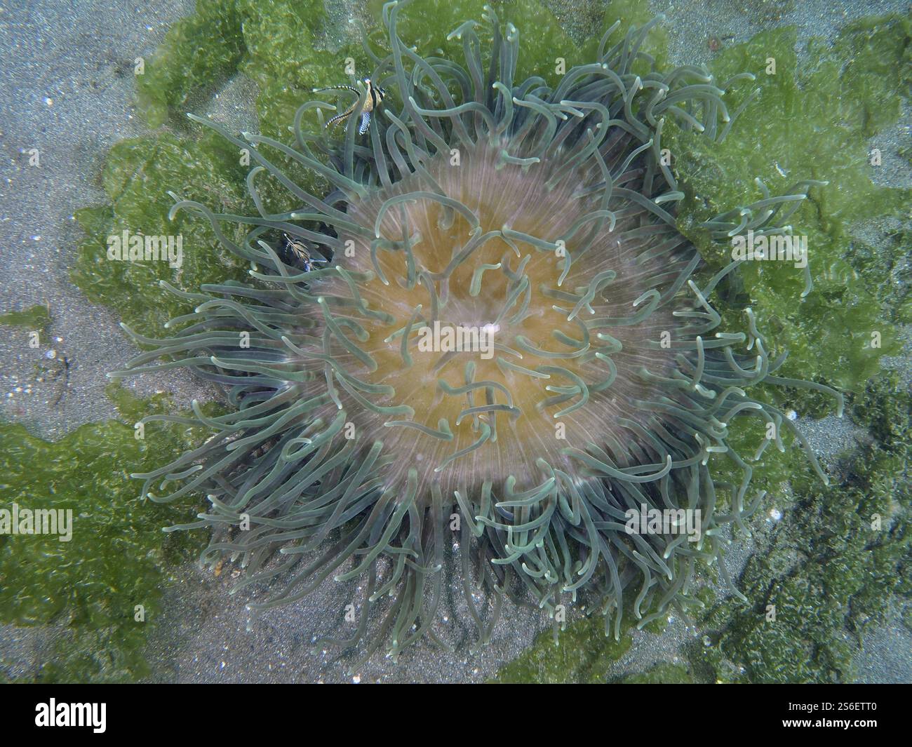 Antheopsis doreensis hi-res stock photography and images - Alamy