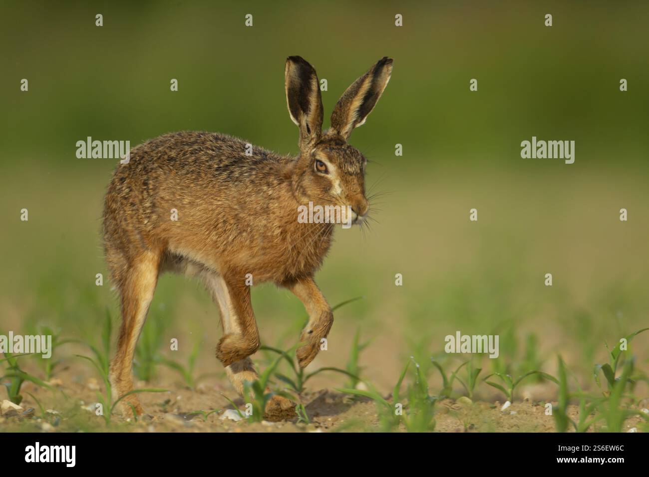 European brown hare (Lepus europaeus) adult animal running in a ...