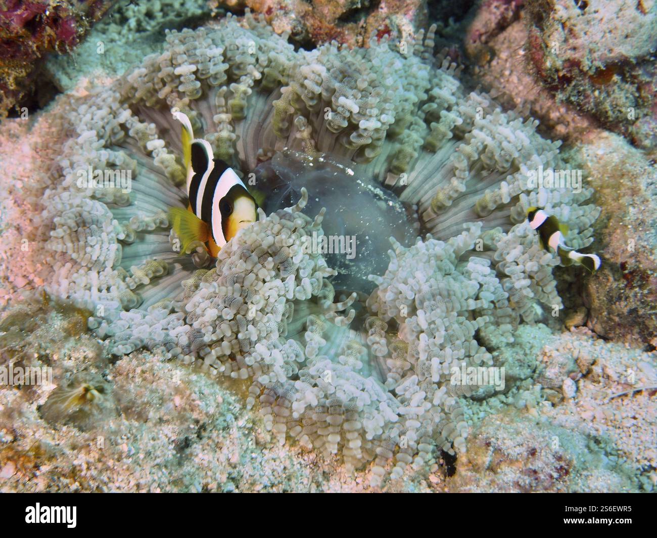 Clownfish swimming in a colourful glass bead anemone (Heteractis aurora ...