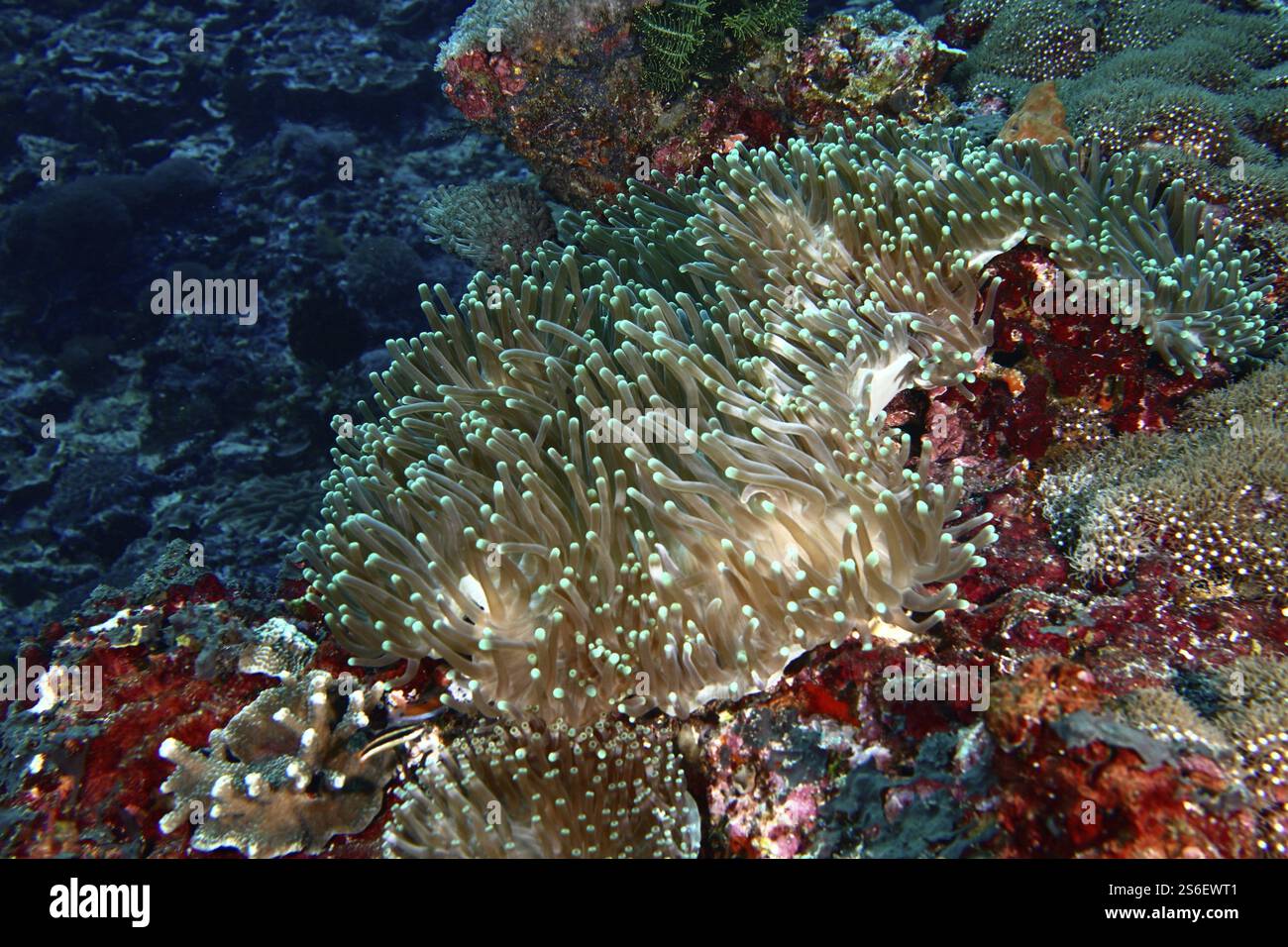 Anthopleura xanthogrammica (Stichodactyla gigantea) stretching over a ...