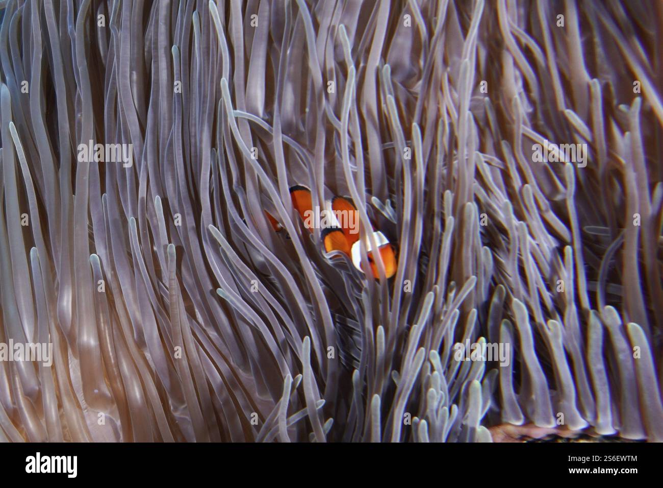 Ocellaris Clownfish (Amphiprion ocellaris), Nemo, hidden in the ...