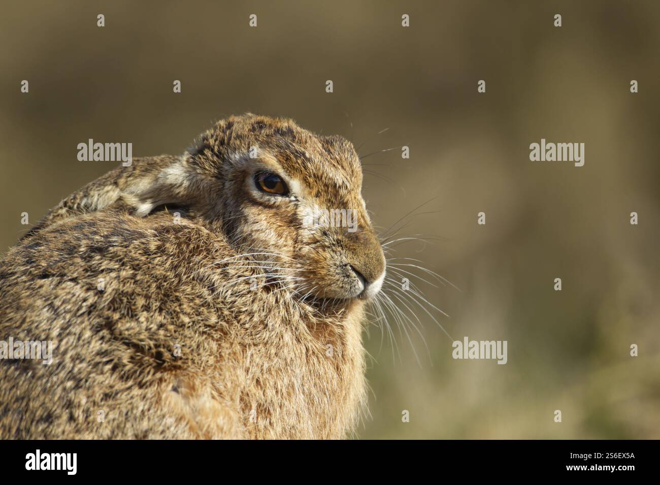 European brown hare (Lepus europaeus) adult animal head portrait ...