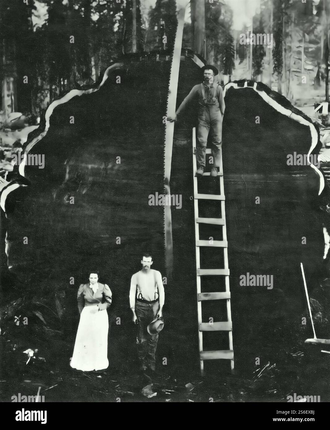 Giant Sequoia Saw Stock Photo - Alamy