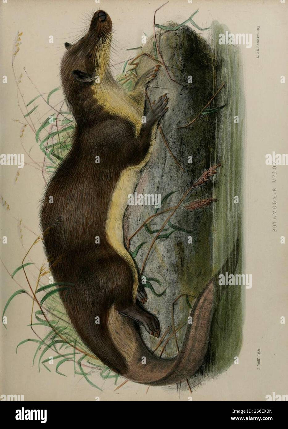 Giant otter shrew color plate Stock Photo - Alamy