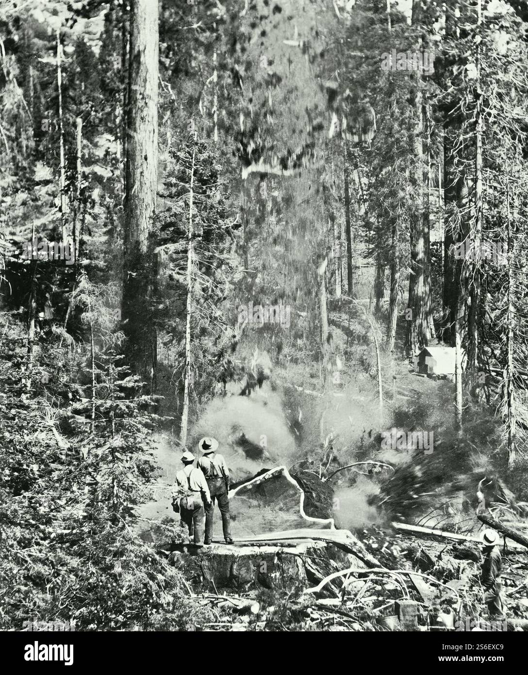 Giant Sequoia Falling Stock Photo - Alamy