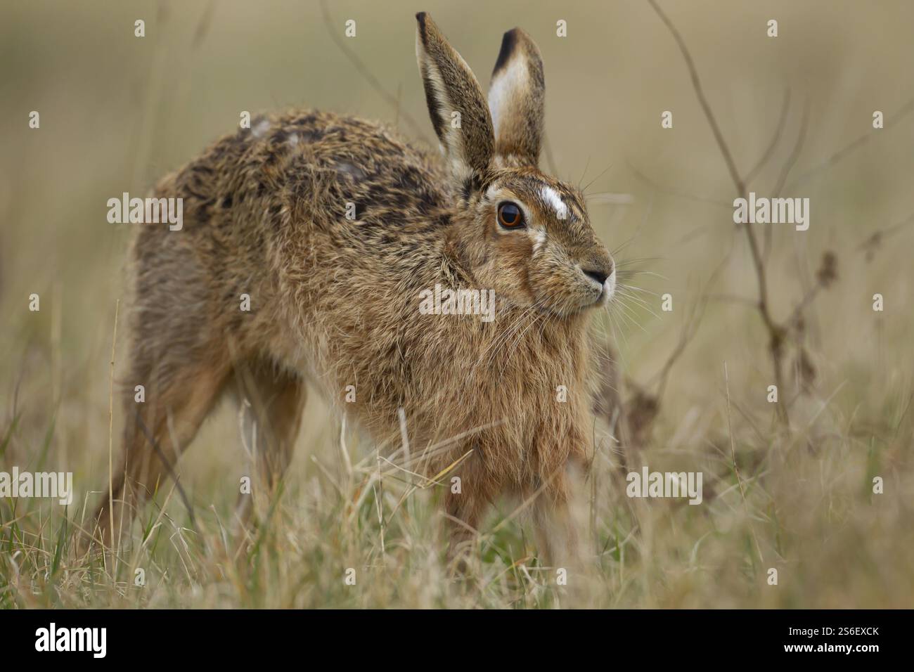 European brown hare (Lepus europaeus) adult animal stretching in ...