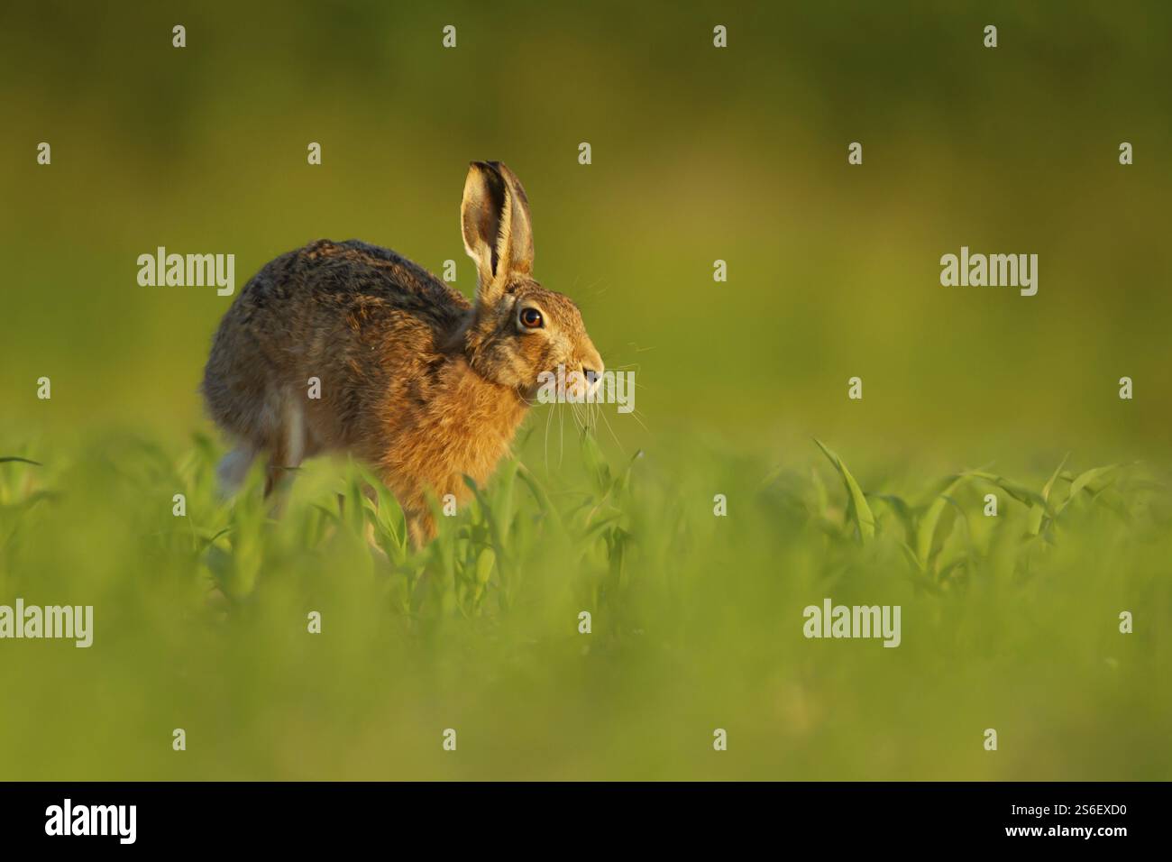 European brown hare (Lepus europaeus) adult animal stretching in a ...