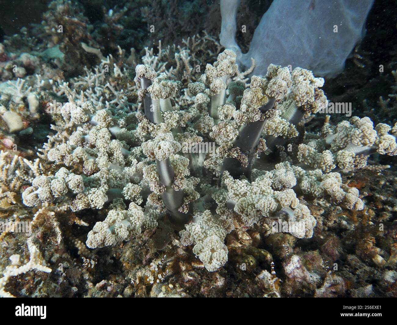 Feathered anemone, hellfire (Actinodendron plumosum), sea anemone, in ...