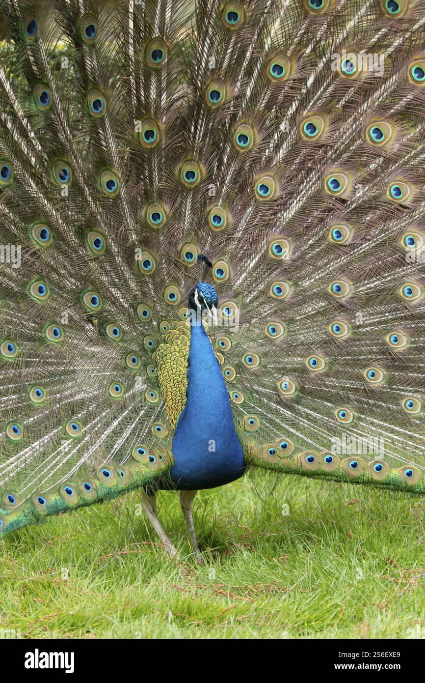 Indian peafowl or Peacock (Pavo cristatus) adult male bird displaying ...