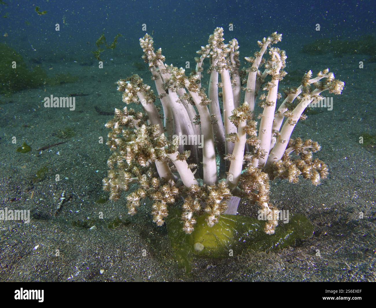 Underwater photo of tree anemone, hellfire (Actinodendron arboreum ...
