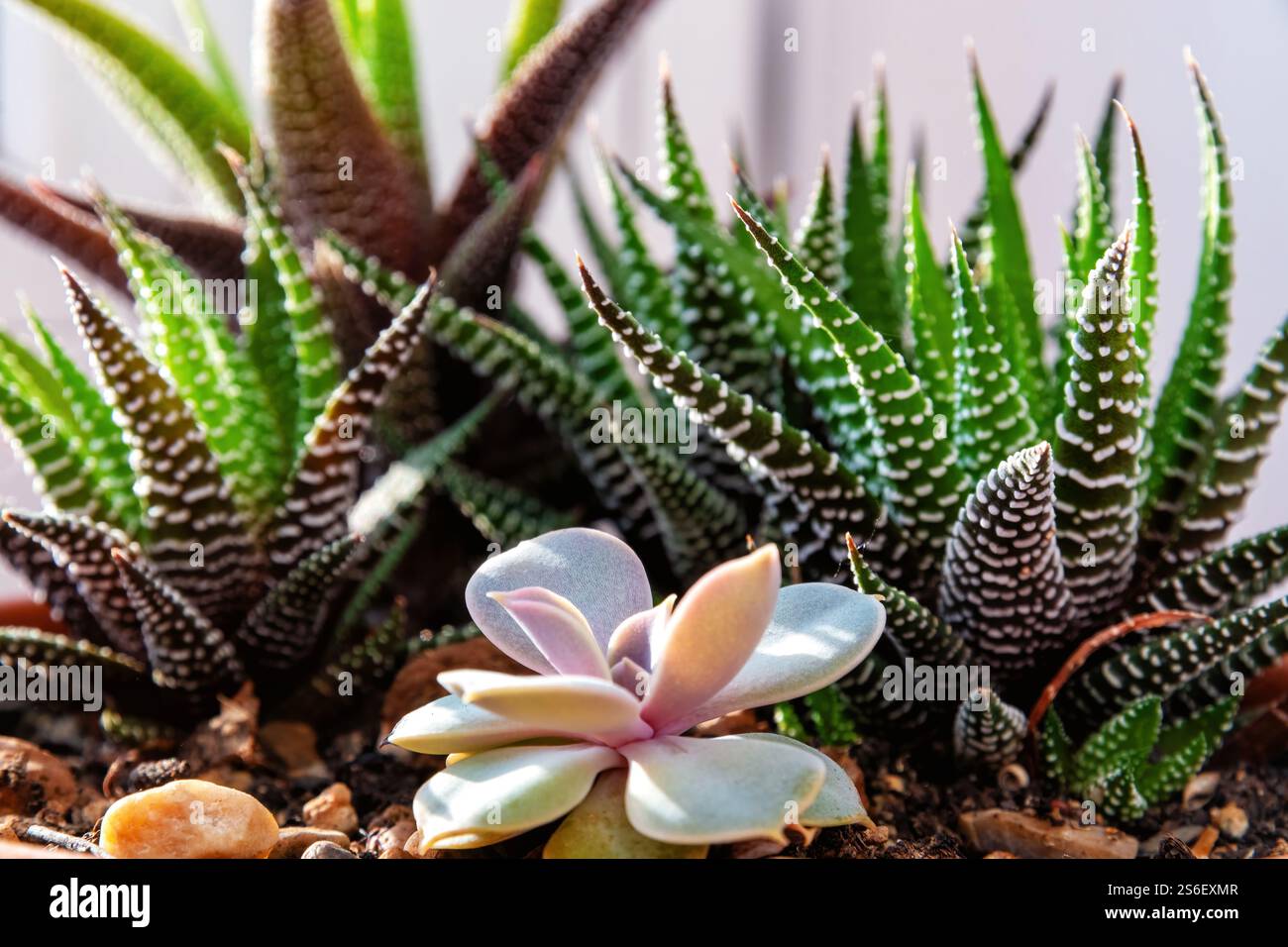 Showcasing three types of succulents planted together in a pot. Vibrant ...