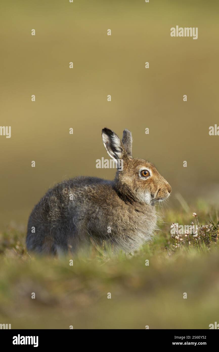 Mountain hare (Lepus timidus) adult animal in its summer coat resting ...