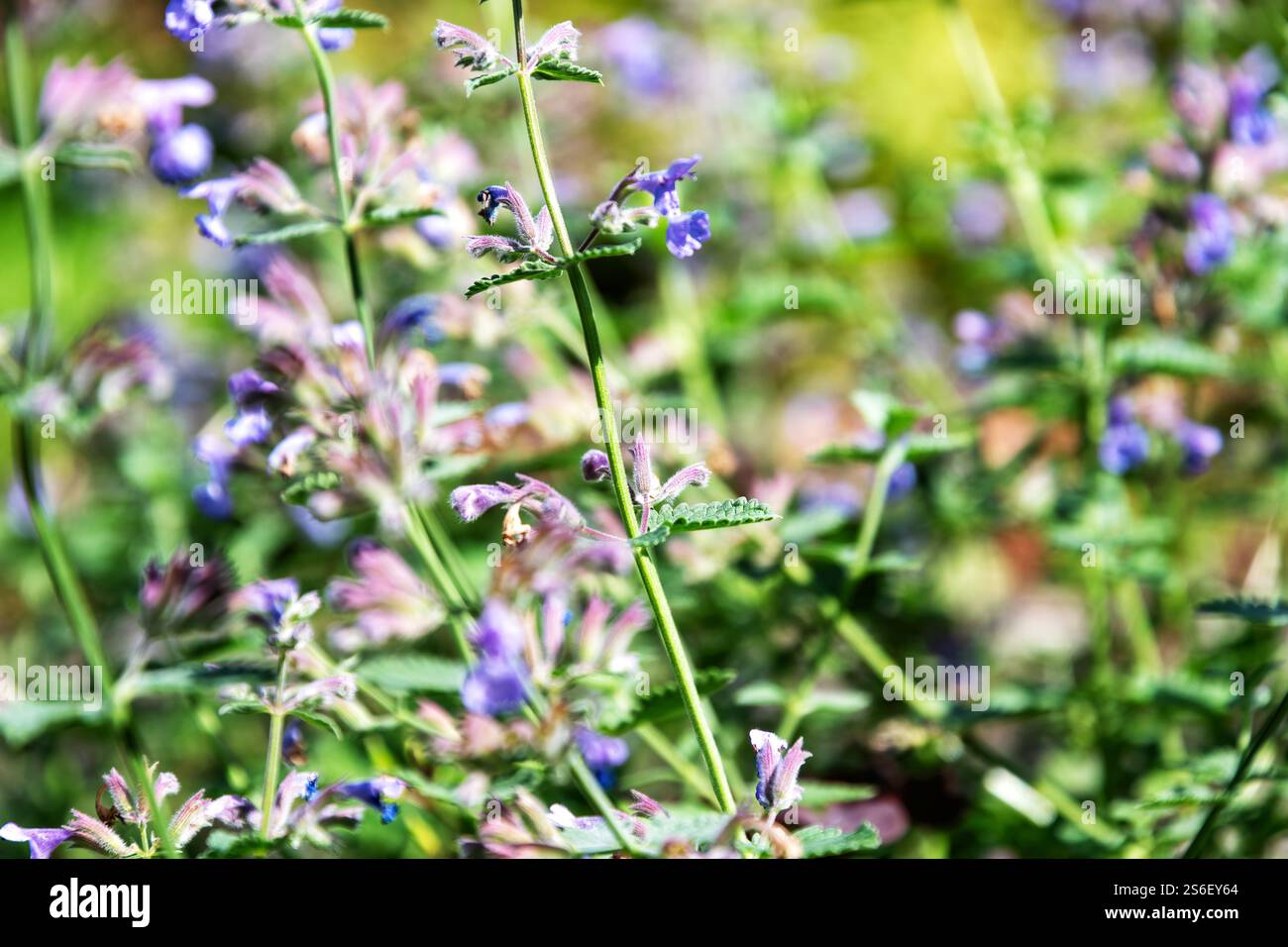 Catnip flower in full bloom hi-res stock photography and images - Alamy