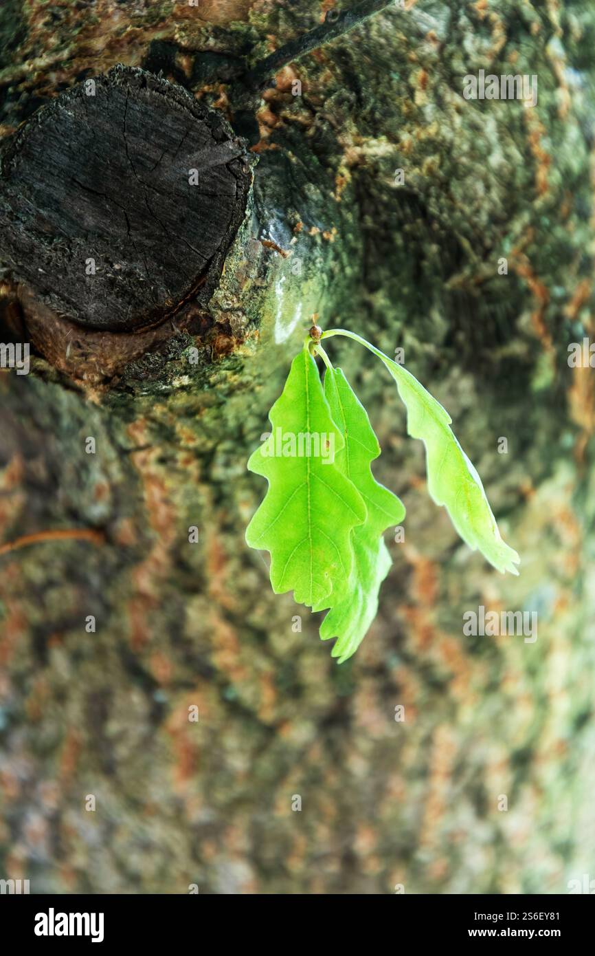 Vibrant green oak sprout emerges from a weathered tree trunk ...