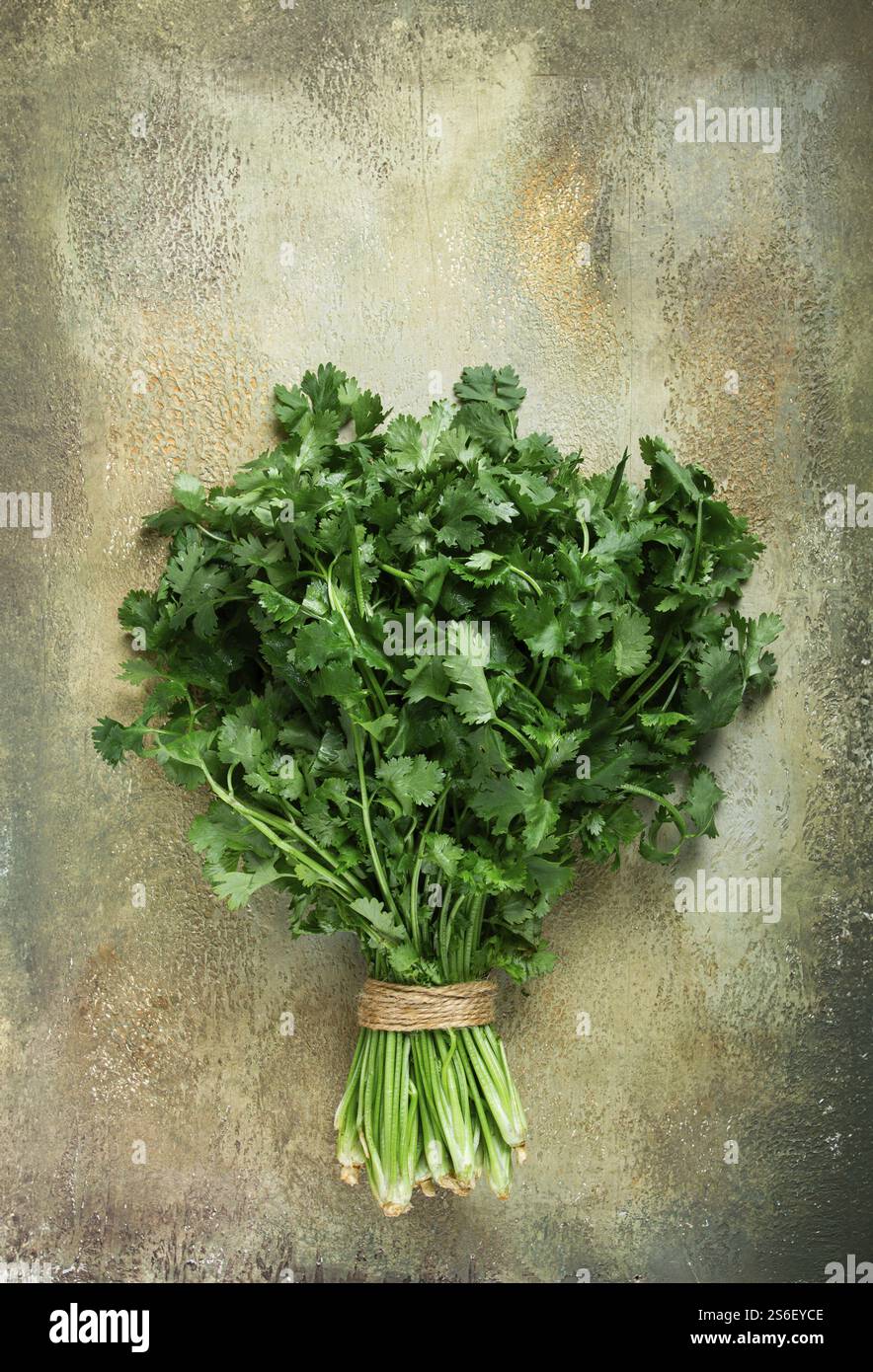 A bouquet of fresh coriander, a bunch of coriander on the table, top ...