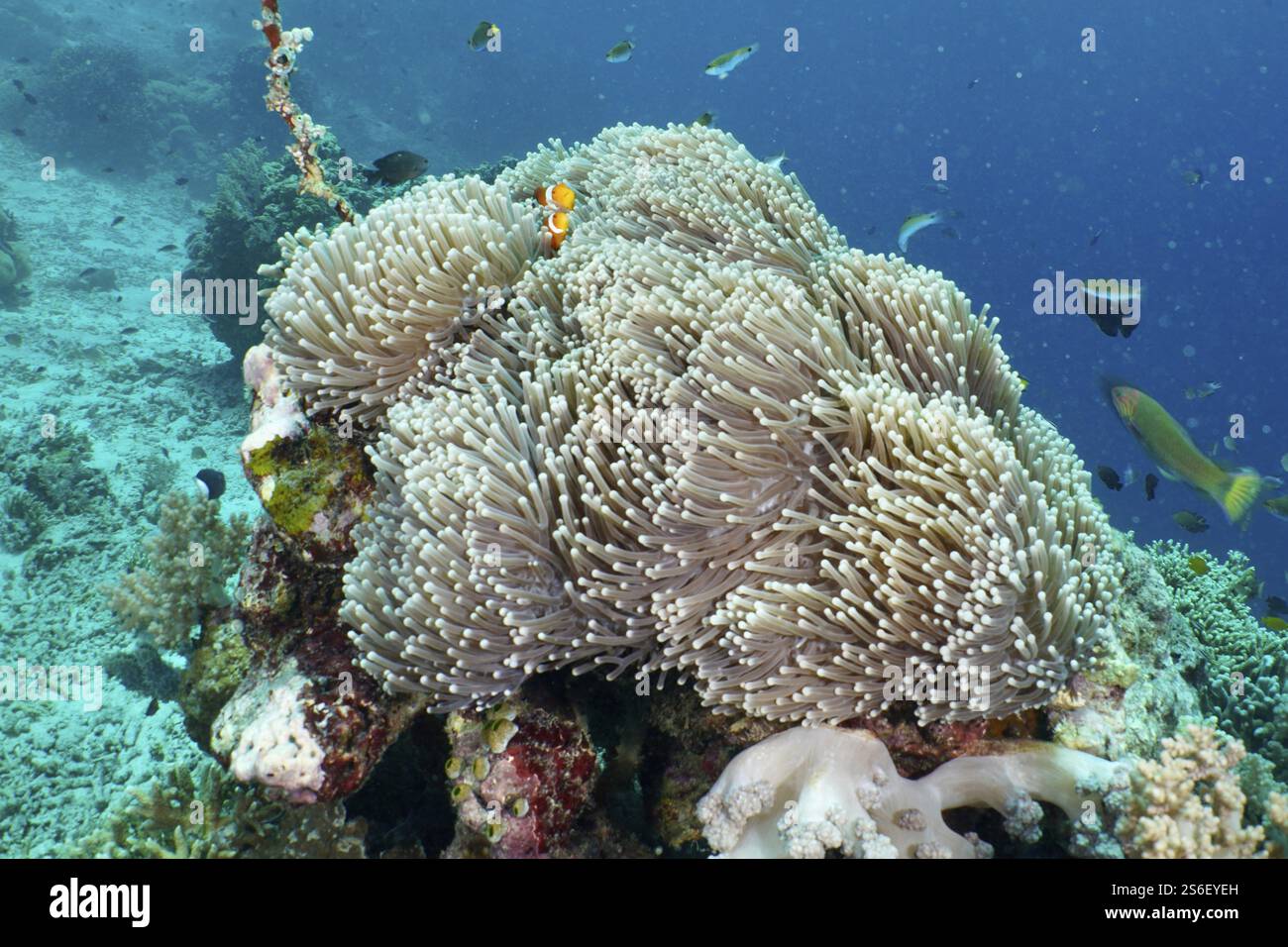 A Ocellaris Clownfish (Amphiprion ocellaris), Nemo, swimming in a giant ...