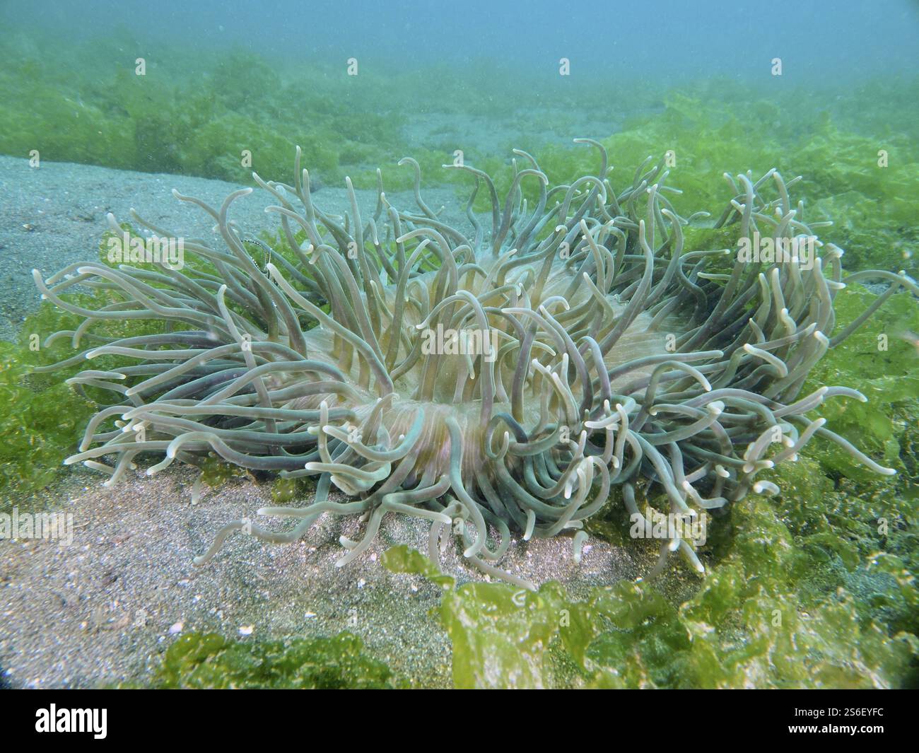 Large corkscrew anemone (Macrodactyla doreensis) with long tentacles on ...