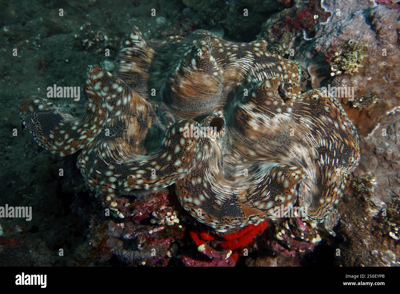 Giant clam, killer clam (Tridacna squamosa) with complex texture on the ...